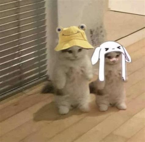 Pin On This Cat