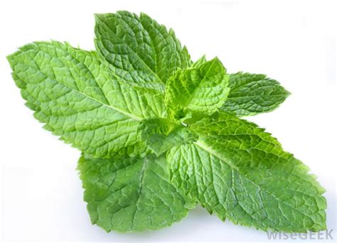 Does Peppermint Have Heeling Powers SiOWfa15 Science In Our World