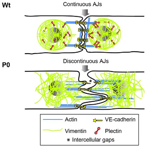 Hypothetical Model Depicting The Role Of Plectin As Coordinator Of