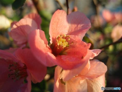 道端に咲く花 By 永遠の初心者 （id：12104167） 写真共有サイトphotohito