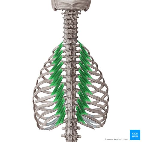 Levatores Costarum Longis Levatores Costarum Muscles Anatomy Origin