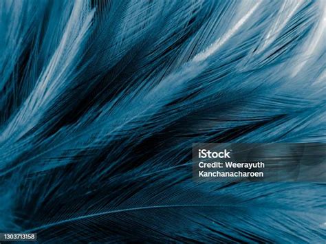 흰색 배경에 아름다운 추상적 인 파란색 깃털 파란색 패턴과 파란색 배경에 검은 깃털 질감 깃털 벽지 파란색 배너 테마 발렌타인