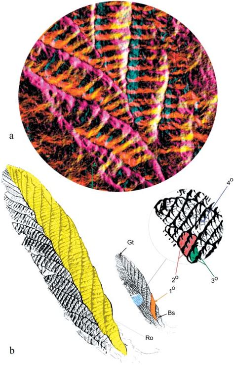 Details Of Internal Structure Of The Holotype Of Charnia Masoni A