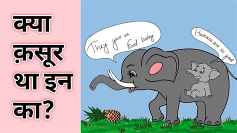 Elephant Died In Kerala In 2020 Pregnant Elephant Death Twinsmyworld