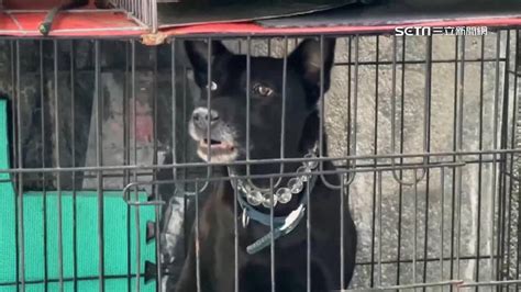 惡劣當有趣？稽查員「爆閃燈」狂照籠中狗 飼主火大環保局致歉