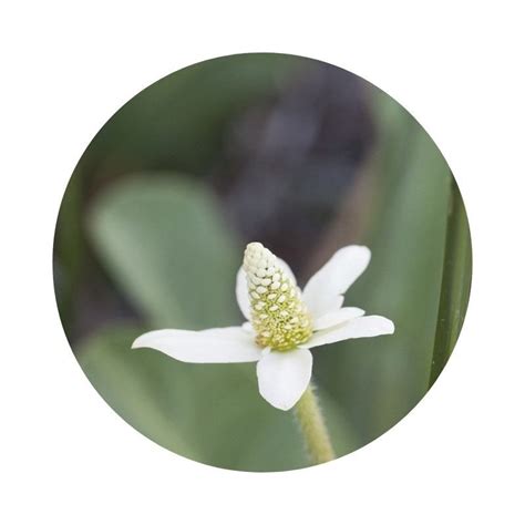 Hierba Mansa o Yerba Mansa para qué sirve la hierba mansa Tele Naturista