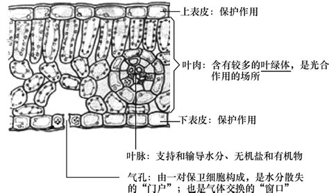 初中生物识图题常用结构示意图，复习必备！ 功能