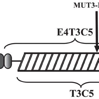 Schematic Presentation Of Recombinant COMP TSP5 Fragments Download Scientific Diagram