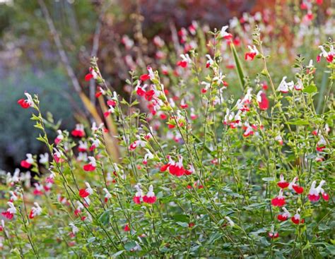 Salvia Kweken Stekken En Verzorgen Gardeners World