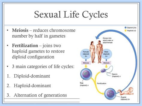 Sexual Reproduction And Meiosis Ppt Download