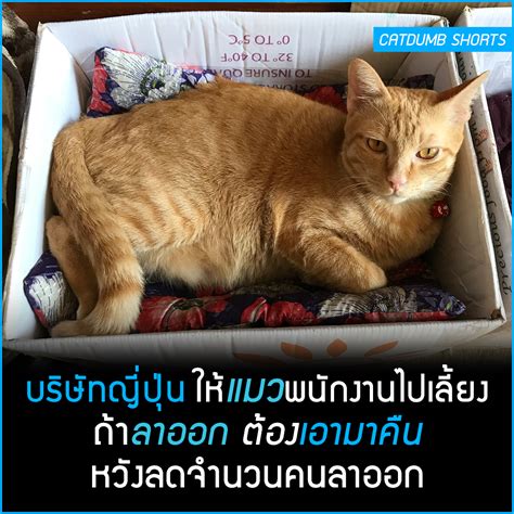 บ ญี่ปุ่น ให้แมวพนักงานไปเลี้ยง ถ้าลาออก ต้องเอามาคืน หวังแลดจำนวนคน