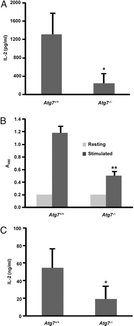 Figure 3 From Activation Metabolism During Effector T Cell