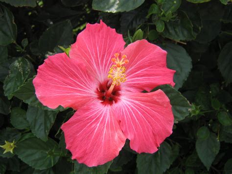 Hibiscus wallpaper | 1600x1200 | #42504