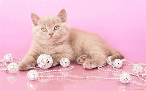 Обои Животные Коты обои для рабочего стола фотографии животные коты