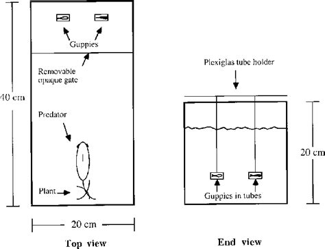 Binary Choice Apparatus For Testing The Preferences Of Individual Download Scientific Diagram