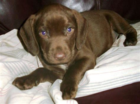 Chocolate Lab Pointer Pups For Sale In Philadelphia Pennsylvania