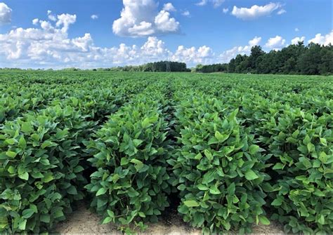Soybean Breeding Program Solving Key Challenges For The Southeast Research Highlight Soybean