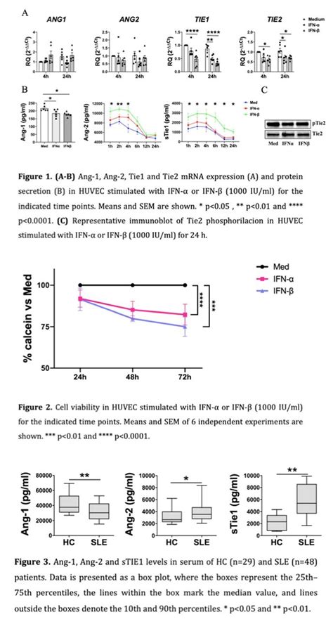 S12 3 Type I Interferons Induce Tie2 Mediated Endothelial Cell