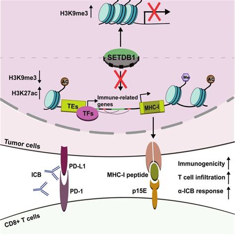 The Schematic Of Setdb1 Repression In Promoting The Cytotoxic T Cell