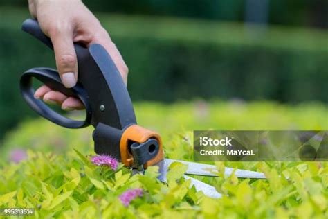 Memotong Rumput Dengan Gunting Di Tempattempat Yang Sulit Dijangkau