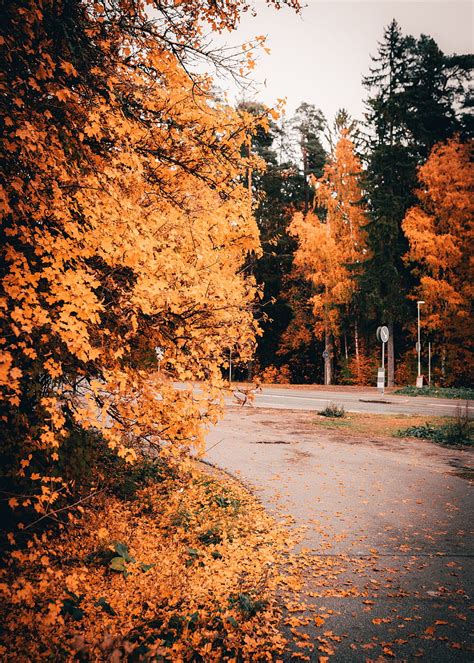 5k Free Download Road Trees Yellow Foliage Autumn Hd Phone