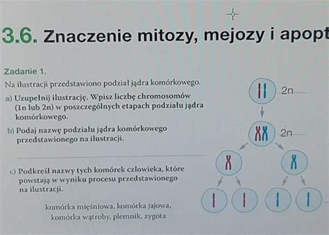 Pomocy Daje Naj 5 Gwiazdek I Serce Plss Brainly Pl