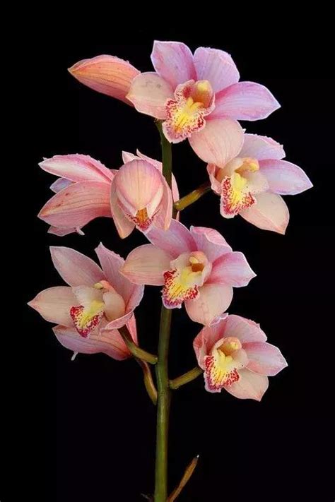 世界蘭花大全婀娜多姿奼紫嫣紅 每日頭條