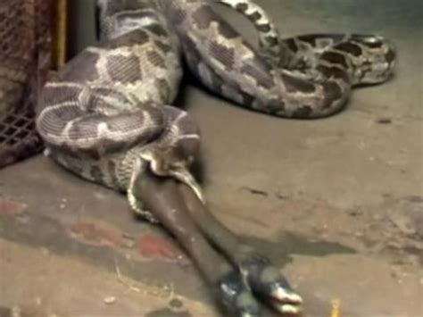 Man Eaten By Anaconda