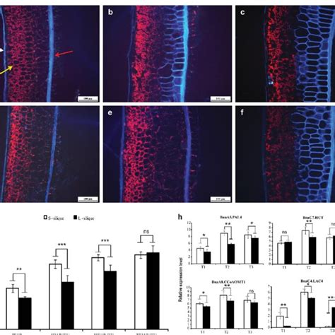 Evaluation Of The Phenotypic Contribution Of Lignin To Silique Length