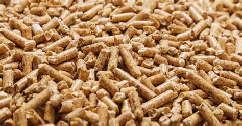 Types Of Biomass A Detailed Look Electric Guide