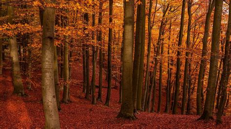배경 화면 1920x1080px 호박색 가을 숲 언덕 경치 이파리 자연 햇빛 나무 1920x1080 Wallup 1033518 배경 화면