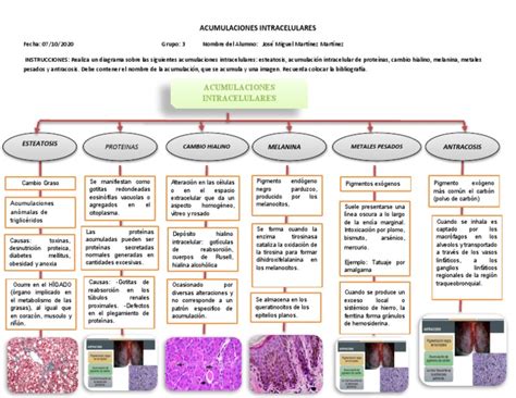 Acumulaciones Intracelulares Tarea Pdf Proteínas Bioquímica