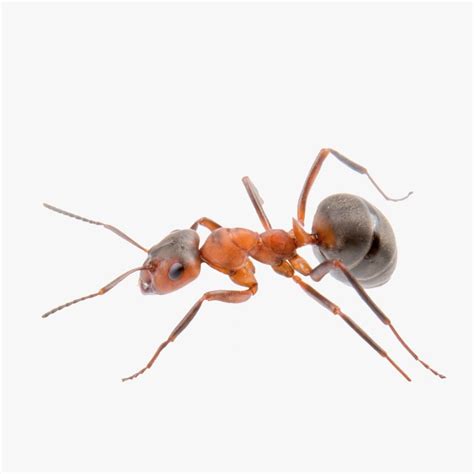 Ant Control Services In Georgia Lodestar Pest Management