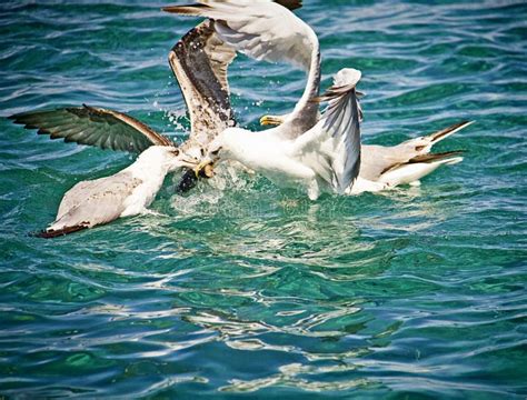 Seagulls Fighting Over Piece Of Bread Stock Image Image Of Seagull