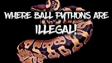 12 Places Where Ball Pythons Are Illegal Youtube