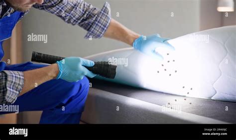 Bed Bug Infestation And Treatment Service Bugs Extermination Stock