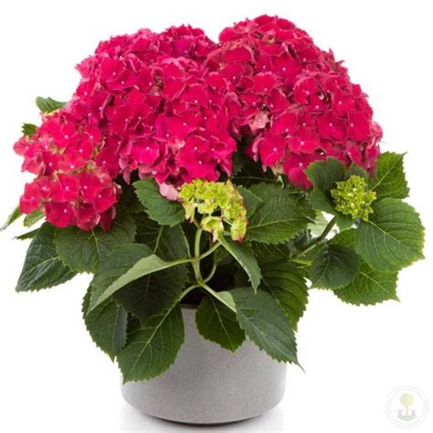 Гортензия крупнолистная Хай Файр (Hydrangea macrophylla Hi Fire) купить ...