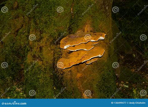 Ganoderma Applanatum Bracket Fungus Stock Image Image Of Trunk Spawn