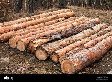 Cut And Stacked Pine Tree Logs Closeup In Coniferous Forest Stock Photo