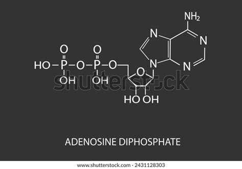 Adenosine Diphosphate Molecular Skeletal Chemical Formula Stock Vector