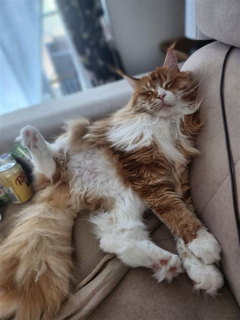 Say Hello To Pepe R Orangecats