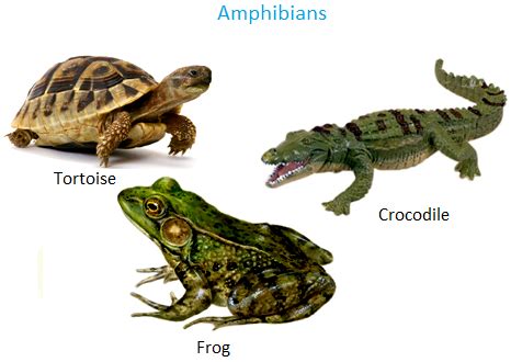 Animals Around Us | Pet | Domestic| Wild| Milch| Mammals| Bird ...