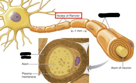 9 8 Action Potentials And Synaptic Transmission Flashcards Quizlet