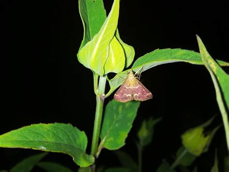 Raspberry Pyrausta Moth Pyrausta Signatalis Caterpillars Only Feed On Monarda Leaves Last