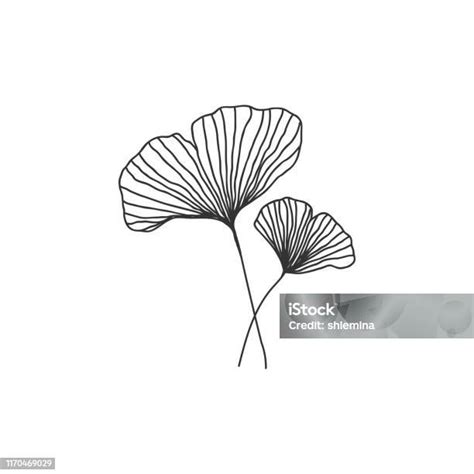 흰색 배경에 손으로 그린 은행나무 Biloba 분기 그림 0명에 대한 스톡 벡터 아트 및 기타 이미지 0명 검은색 고정됨