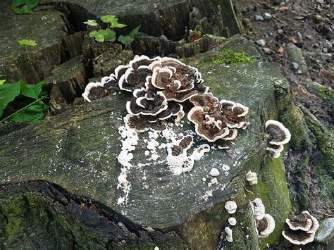 树 自然 落下 Pixabay上的免费照片 Pixabay
