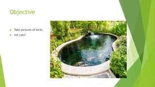 Birdwatching Using A Raspberry Pi Azure Iot Hub And Cognitive Services Ppt