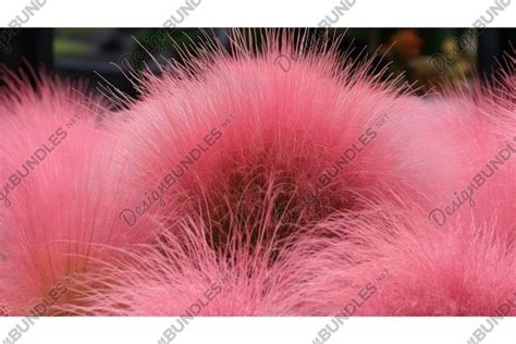 Circular Pink Muhly Grass