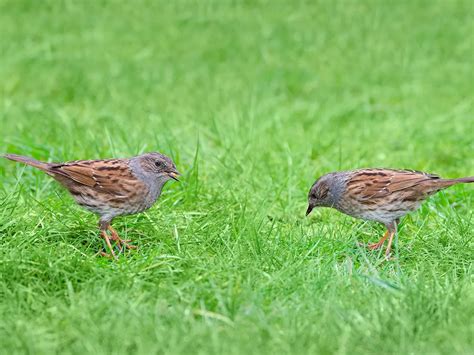 What Do Dunnocks Eat Birdfact