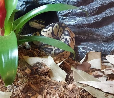 New Ball Python Prefers Big Hide A Few Questions